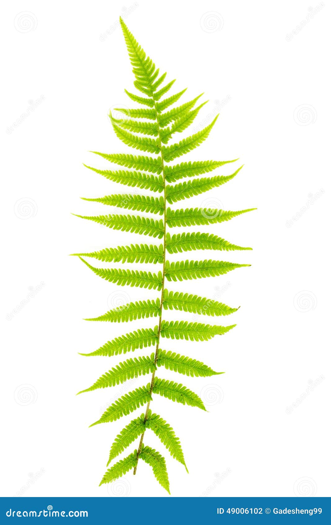 Fern Leaf Royalty-Free Stock Image | CartoonDealer.com #49006102