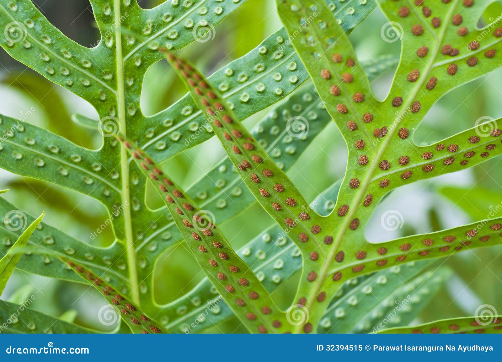 Fern leaf and spore. stock image. Image of growth, branch - 32394515