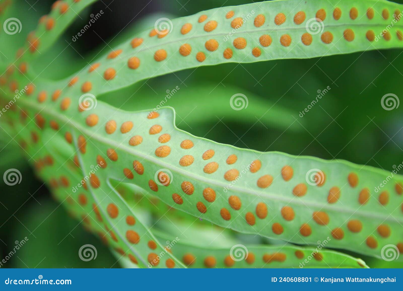 Fern leaf and spore on it stock image. Image of growth - 240608801