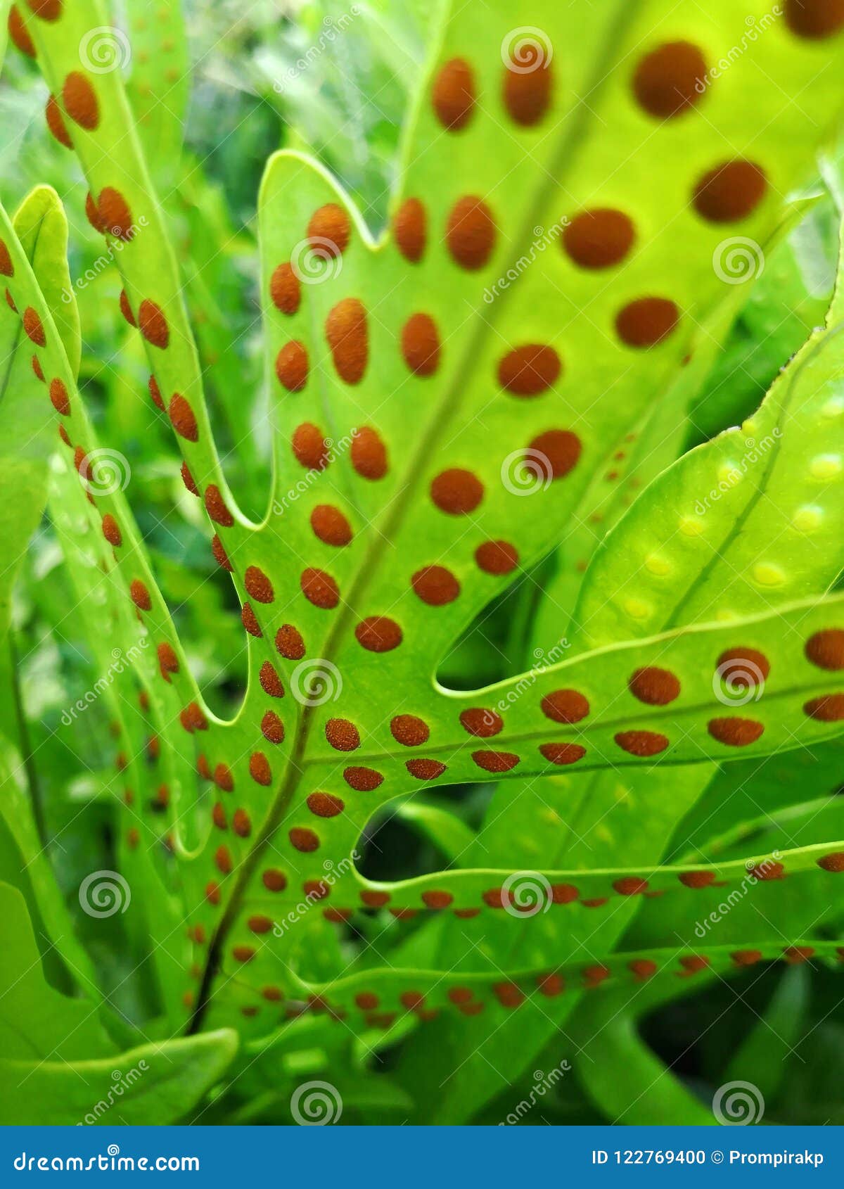 Fern Leaf with Spores in Garden Place Close-up. Selective Focus Stock ...