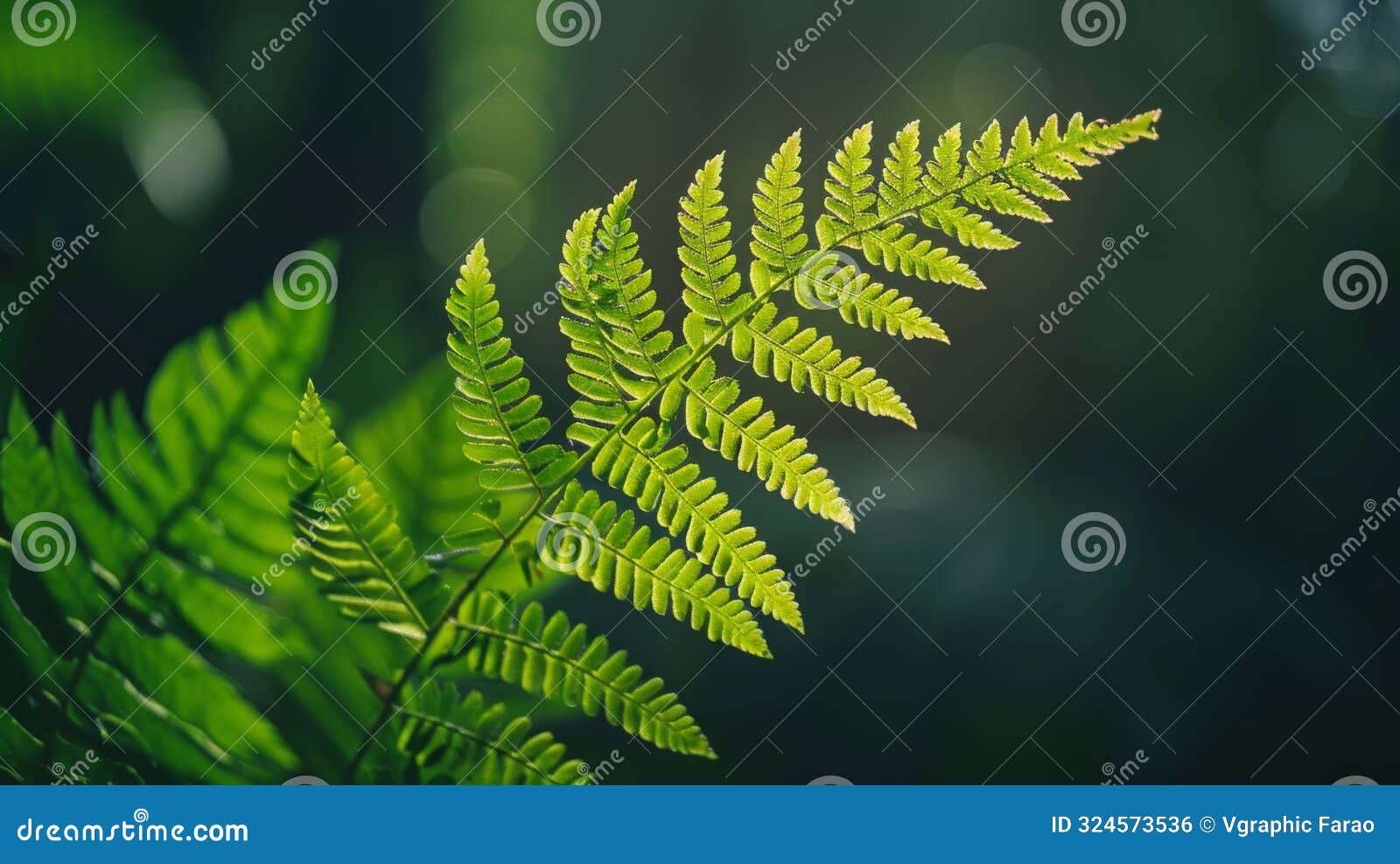 Fern Leaf in Sunlight, Close-up View. Natural Greenery and Foliage ...
