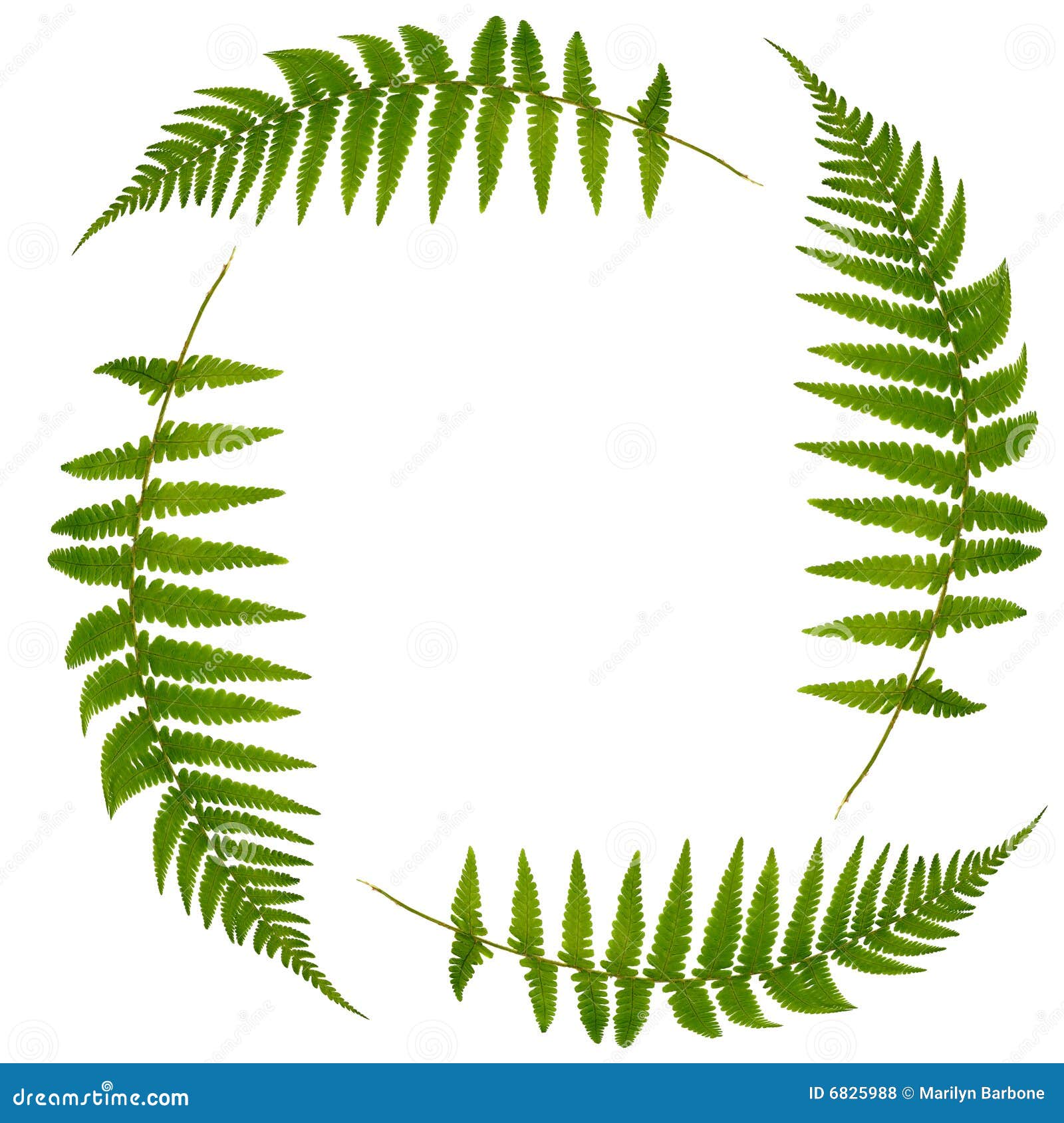 Fern Leaf Symbol stock photo. Image of leaves, logo, nature - 6825988