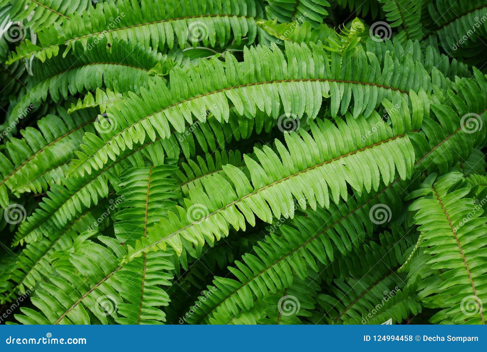 Fern Leaf Texture Background. Abstract Background Stock Photo - Image ...