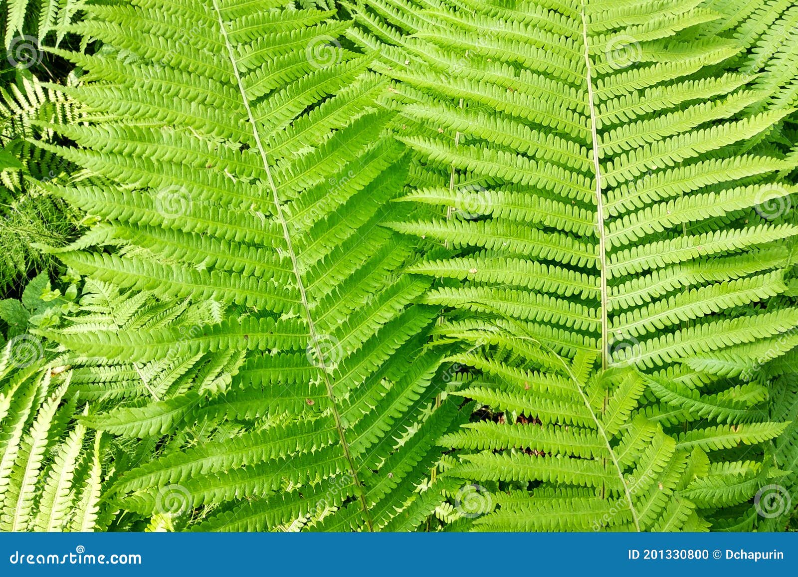 Fern leaf texture close-up stock photo. Image of color - 201330800