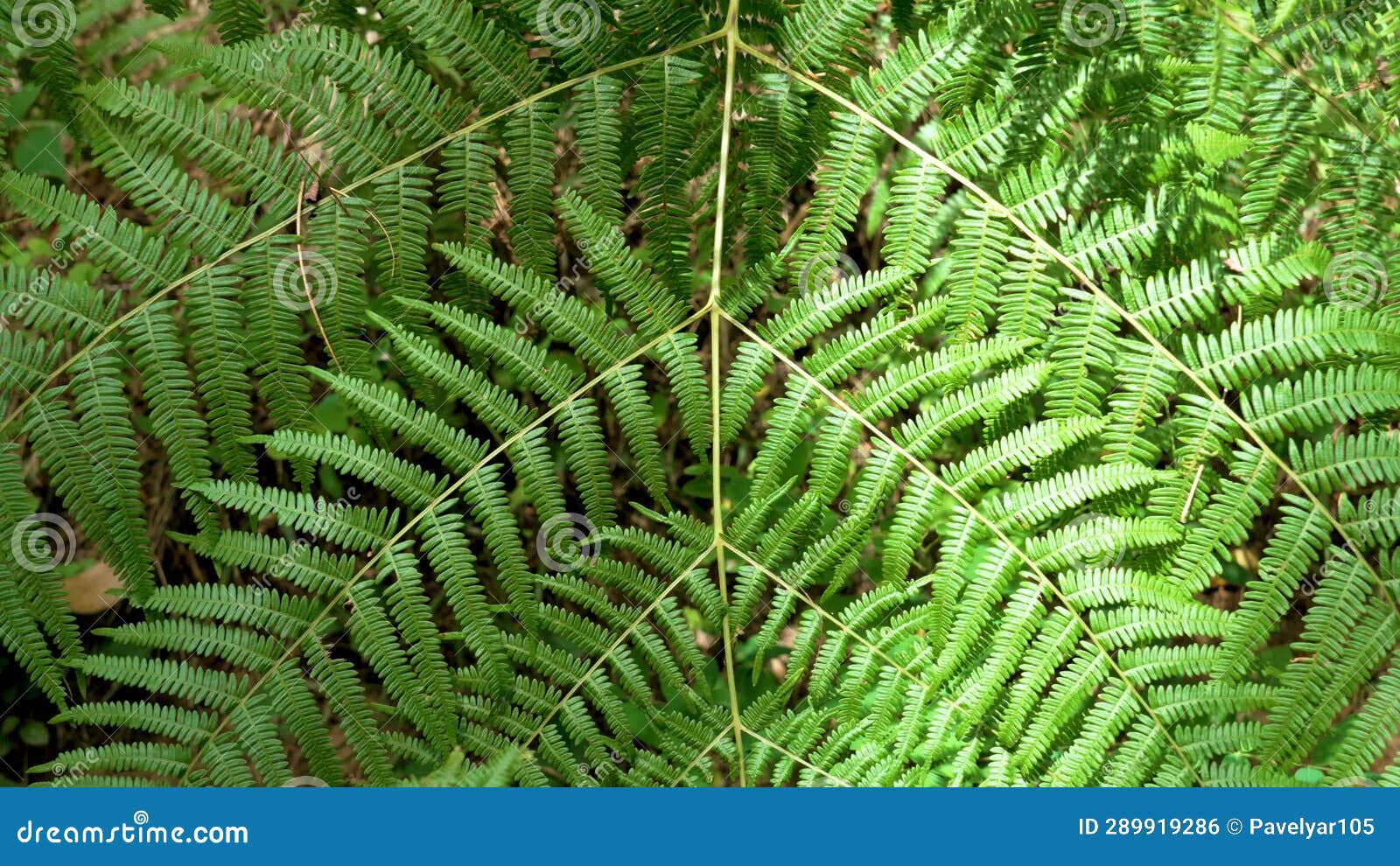 Fern Leaf Texture with Natural Patterns in Rainforest Stock Footage ...