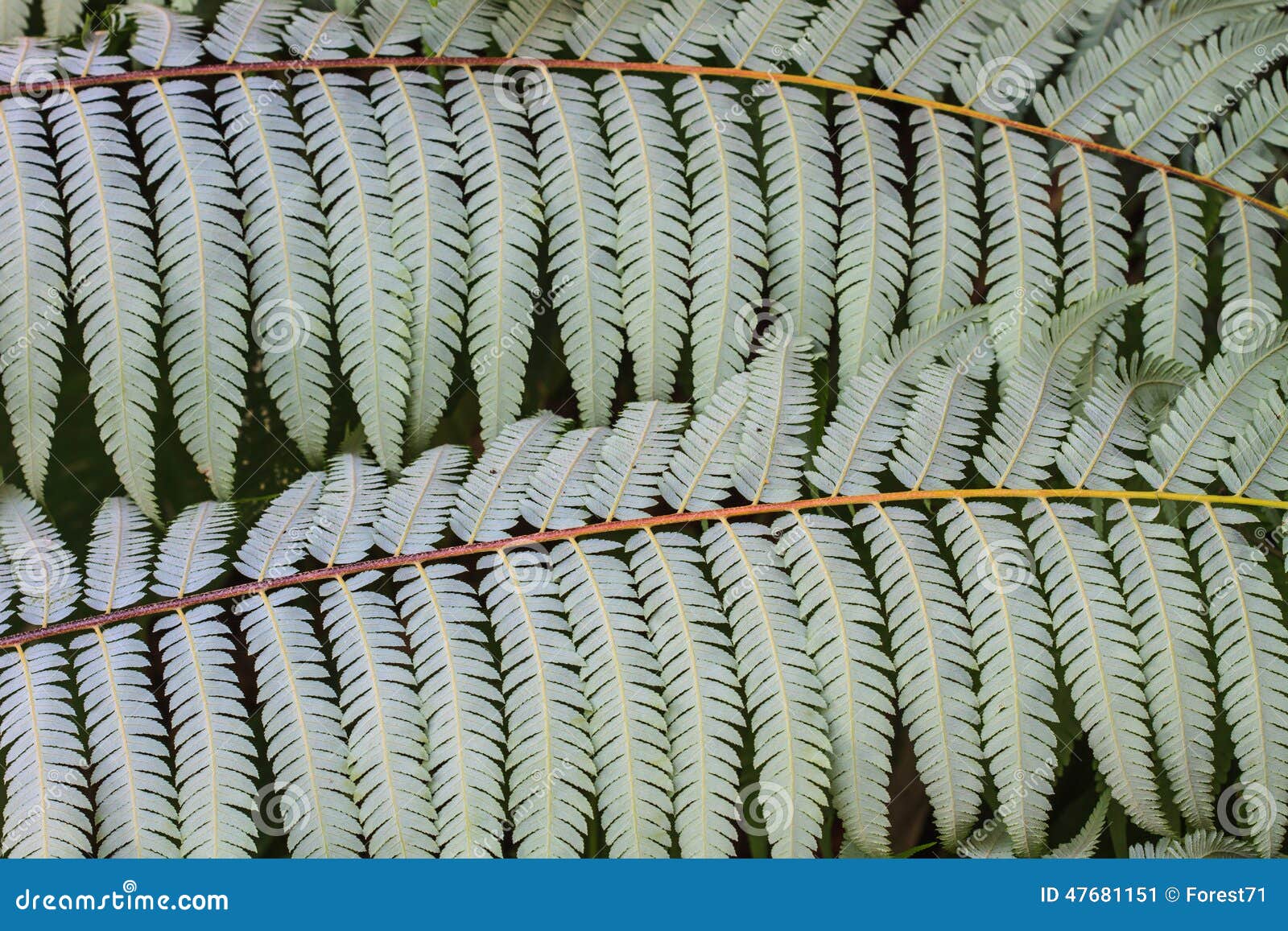 Fern leaf texture stock image. Image of background, lush - 47681151