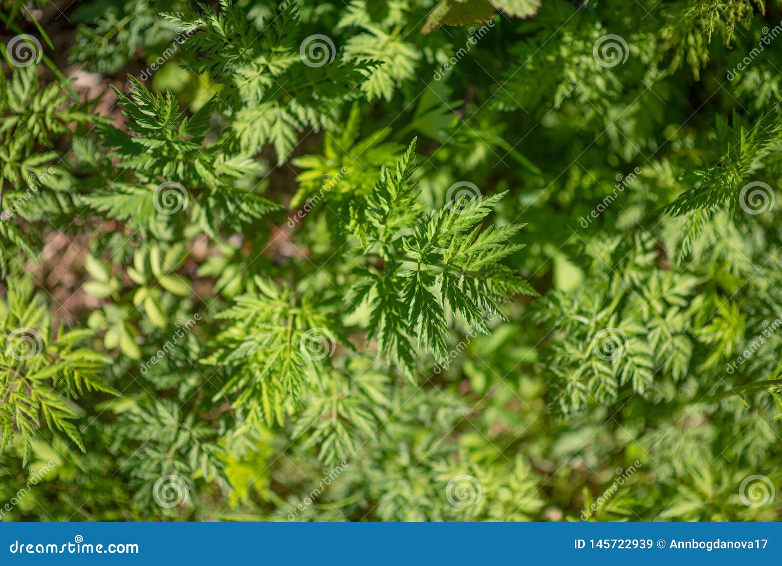 Fern leaf top view stock image. Image of life, color - 145722939