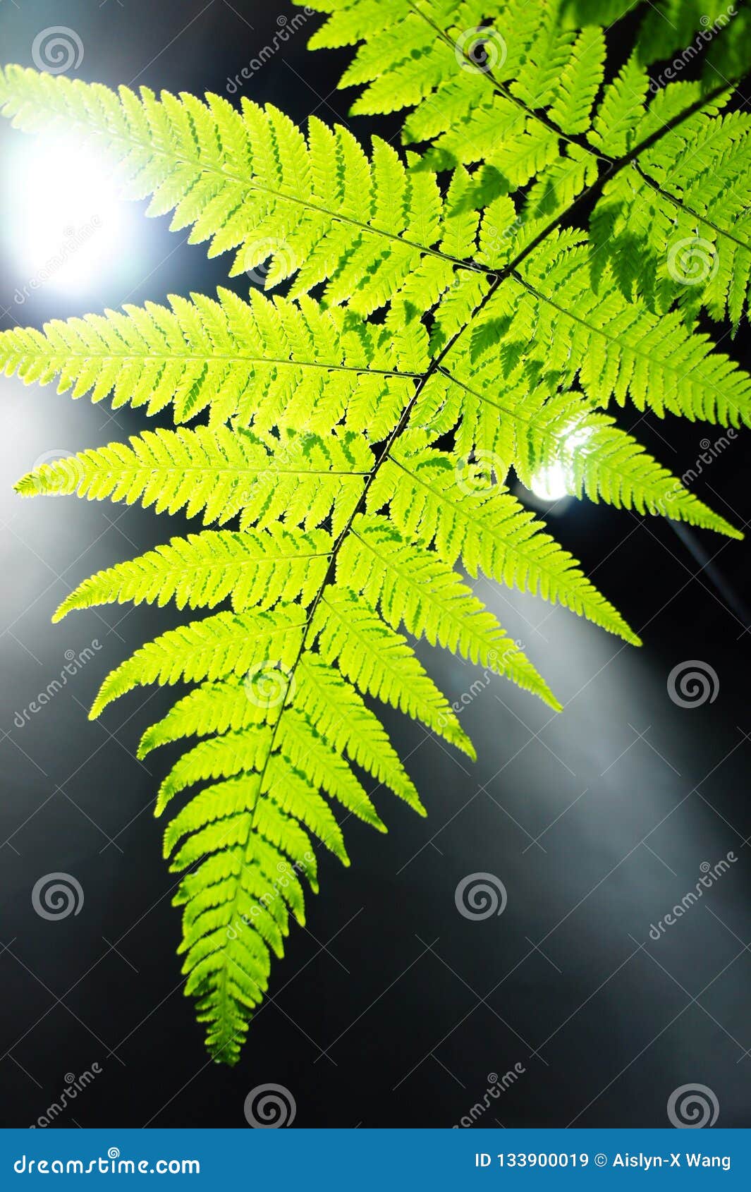 Fern leaf stock image. Image of fluorescent, fern, lights - 133900019