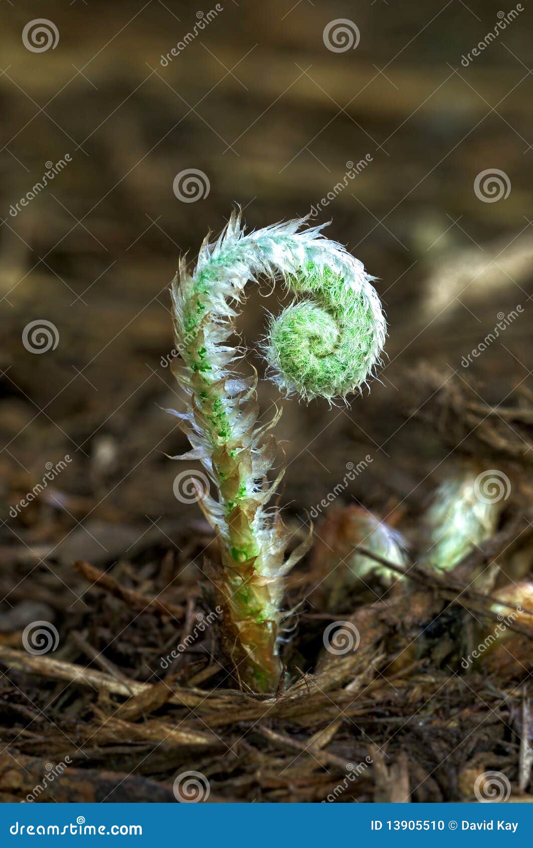 Fern Leaf unfolding stock photo. Image of tropical, beauty - 13905510