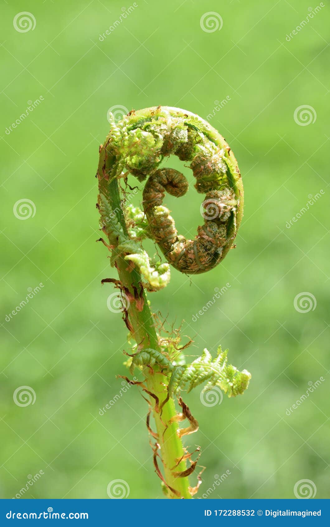 Fern Leaf Unfolding Outdoor in Spring Stock Photo - Image of natural ...