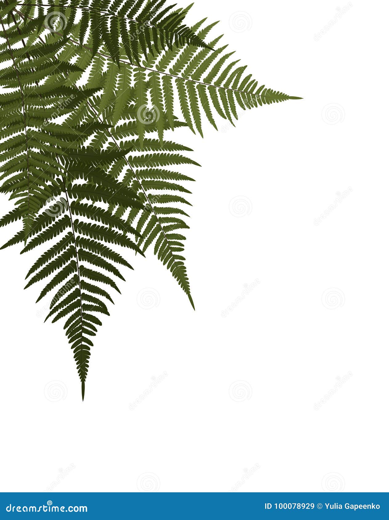 Fern Leaf Vector Background Illustration Stock Vector - Illustration of ...