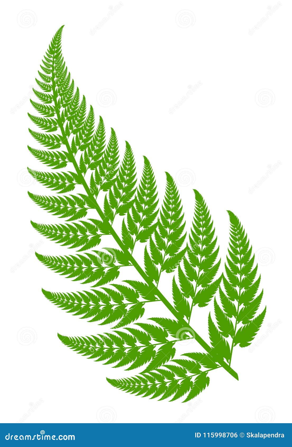 Fern Leaf Doodle Drawing Set Cartoon Vector | CartoonDealer.com #335859883