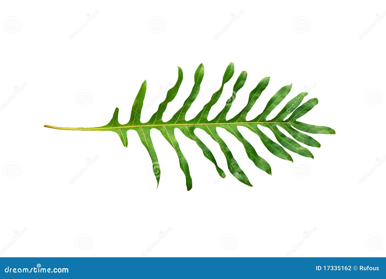 Fern Leaf on White Background Stock Photo - Image of biology, beautiful ...