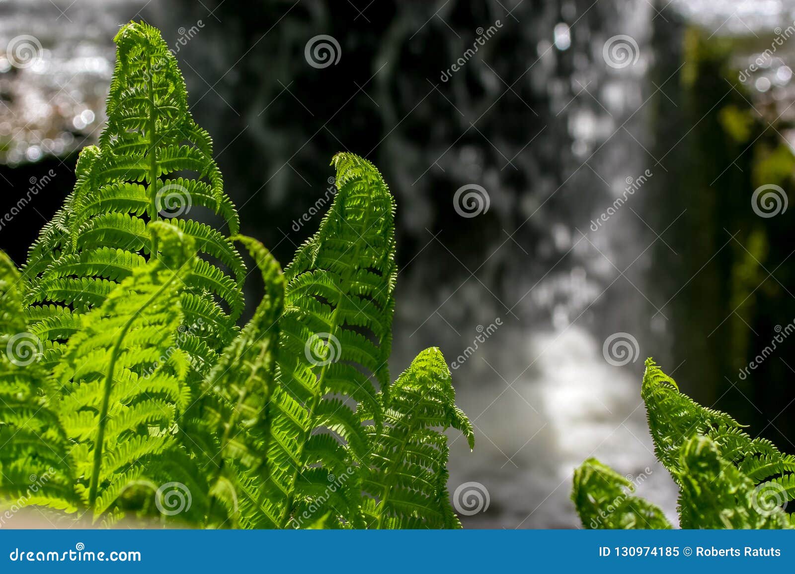 Fern Leafs As Abstract Background. Stock Image - Image of fern, bush ...
