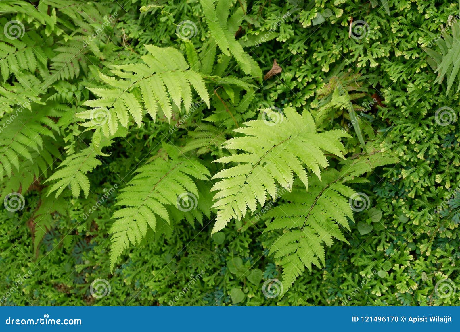 Fern Leafs in Tropical Rainforest. Stock Photo - Image of moist ...