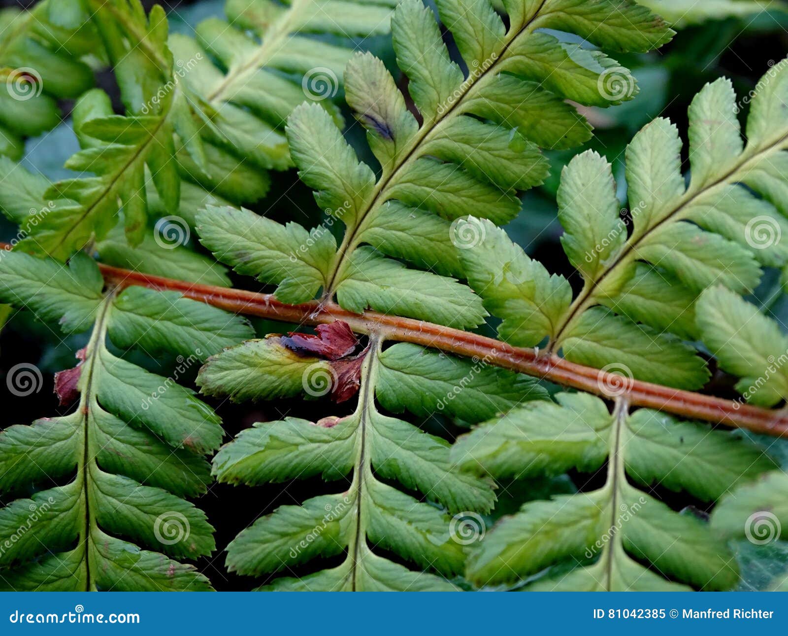 Fern leave stock image. Image of closeup, growth, leaf - 81042385