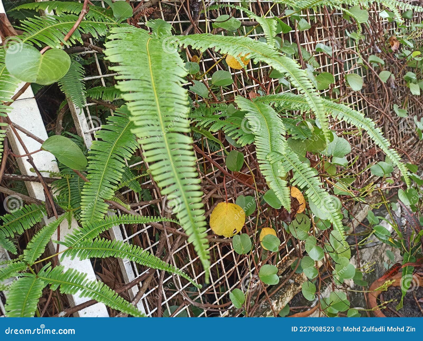 Fern leave at fence stock image. Image of fence, fern - 227908523