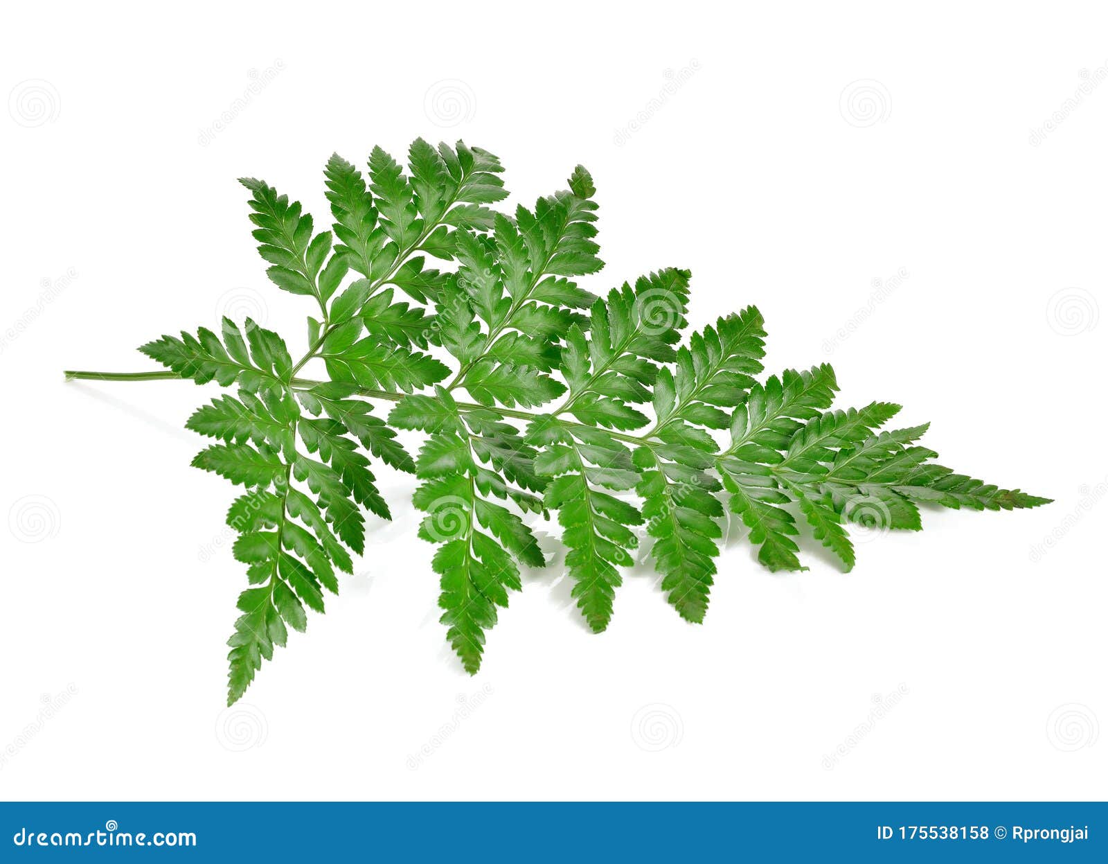 Fern Leave Isolate on White Background Stock Photo - Image of table ...