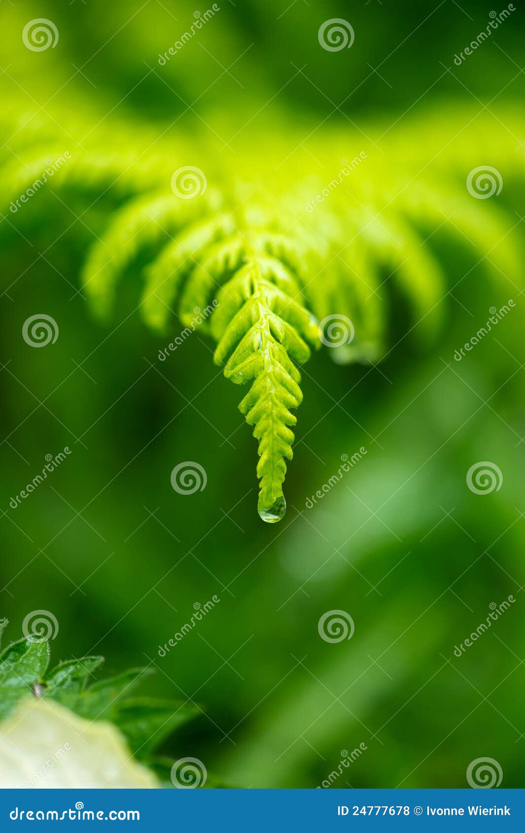 Fern leave in rain stock photo. Image of vertical, dripping - 24777678