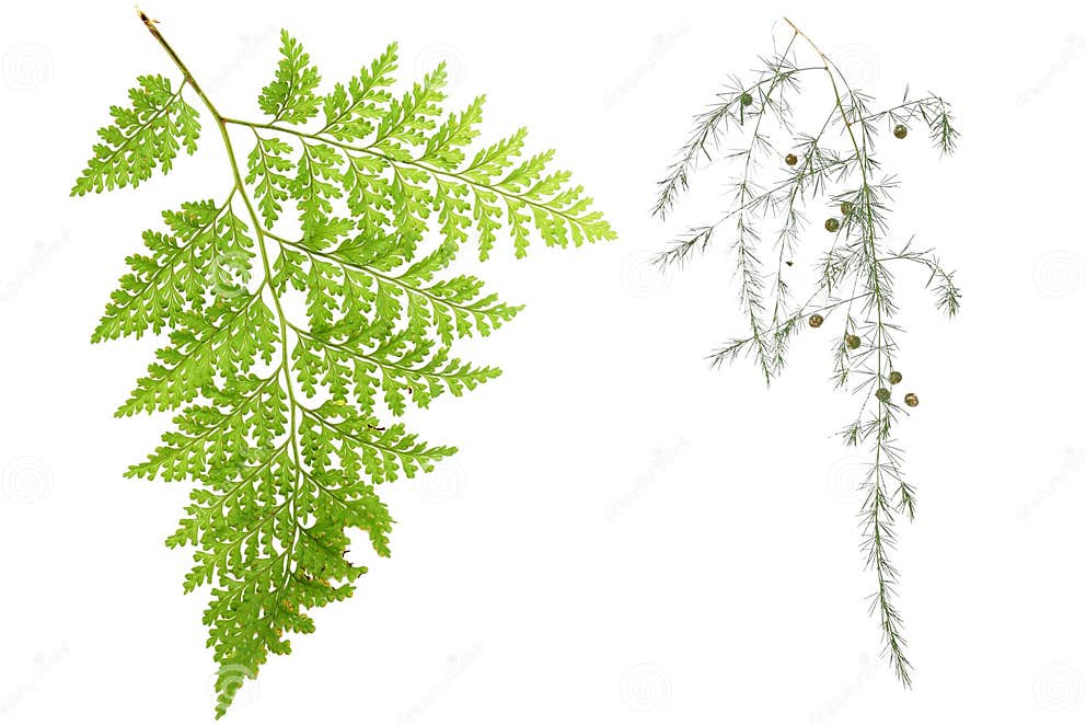 Fern Leaves stock image. Image of isolated, shoot, greenhopuse - 312437