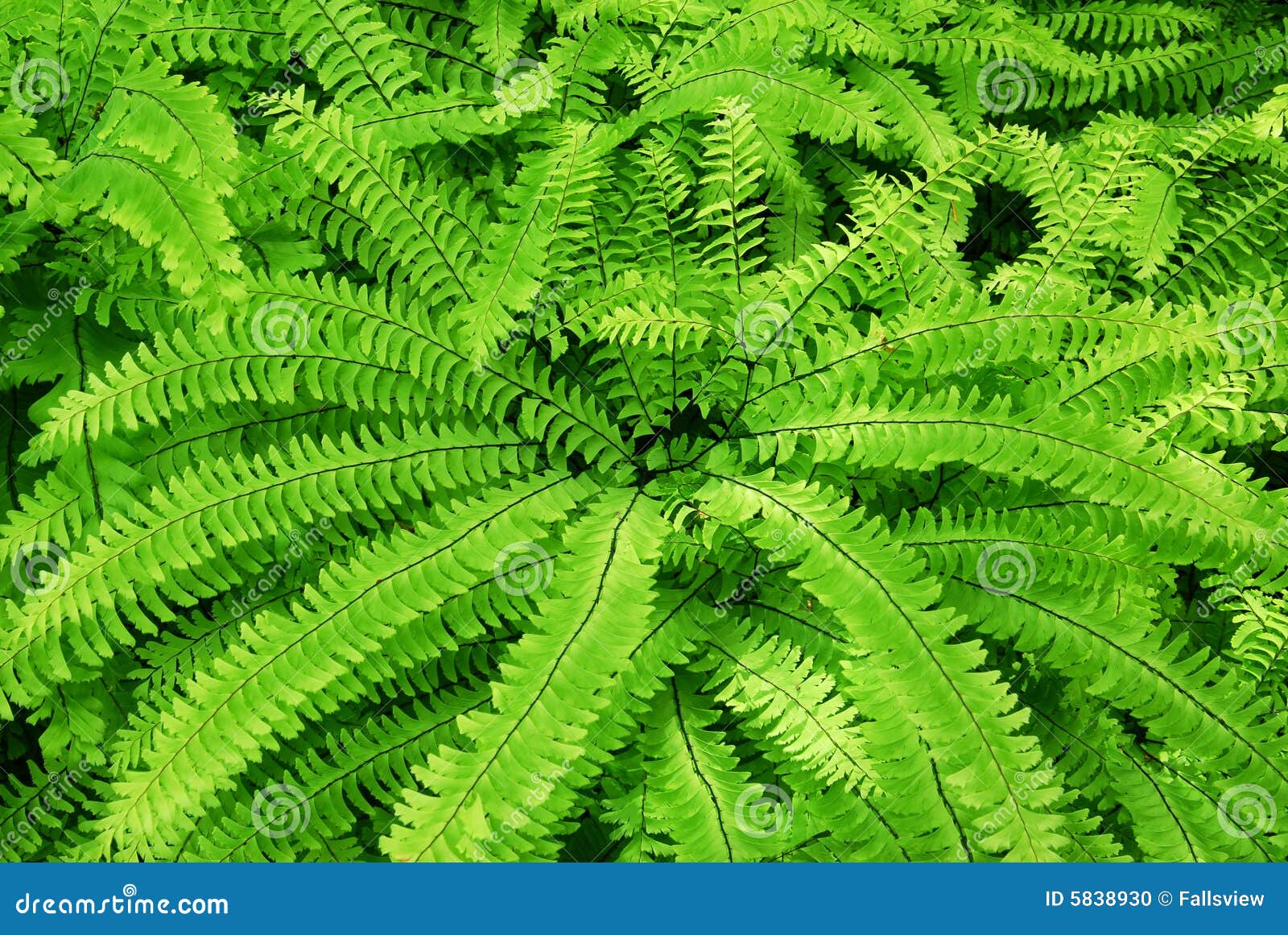 Fern Leaves Stock Photo - Image: 5838930
