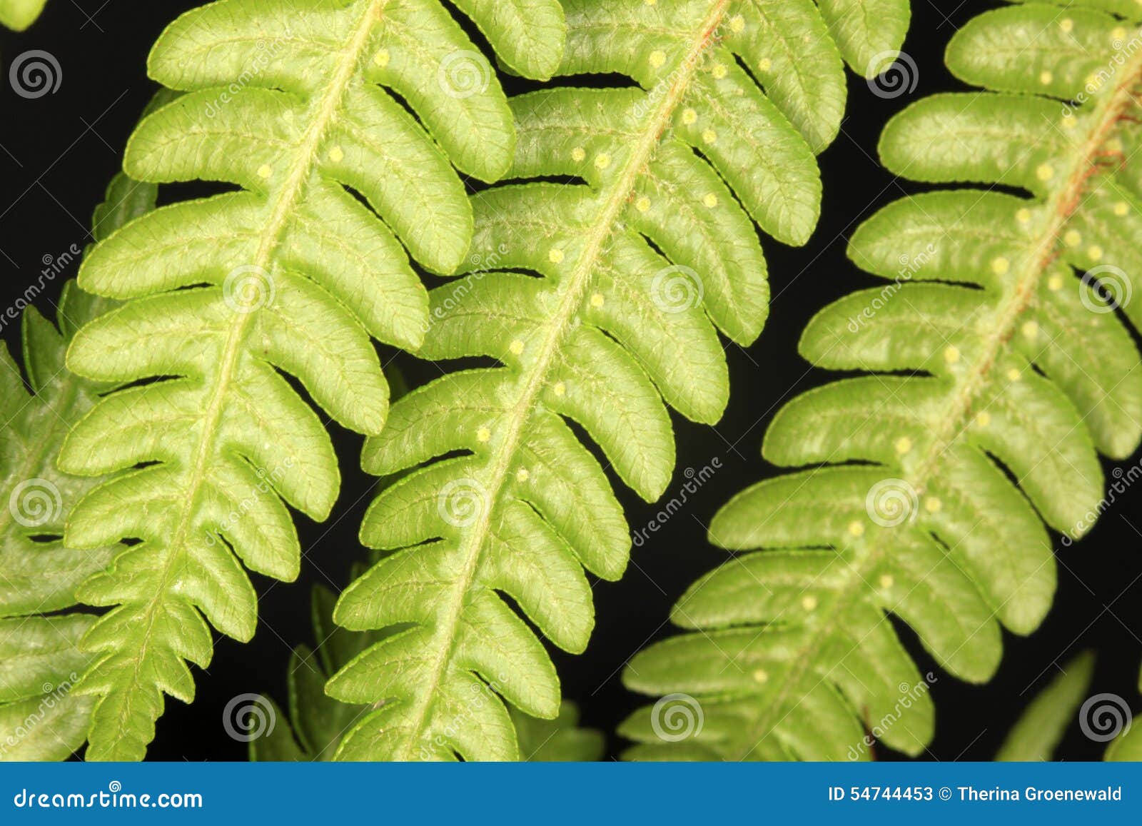 Fern stock image. Image of green, leaf, nature, flora - 54744453