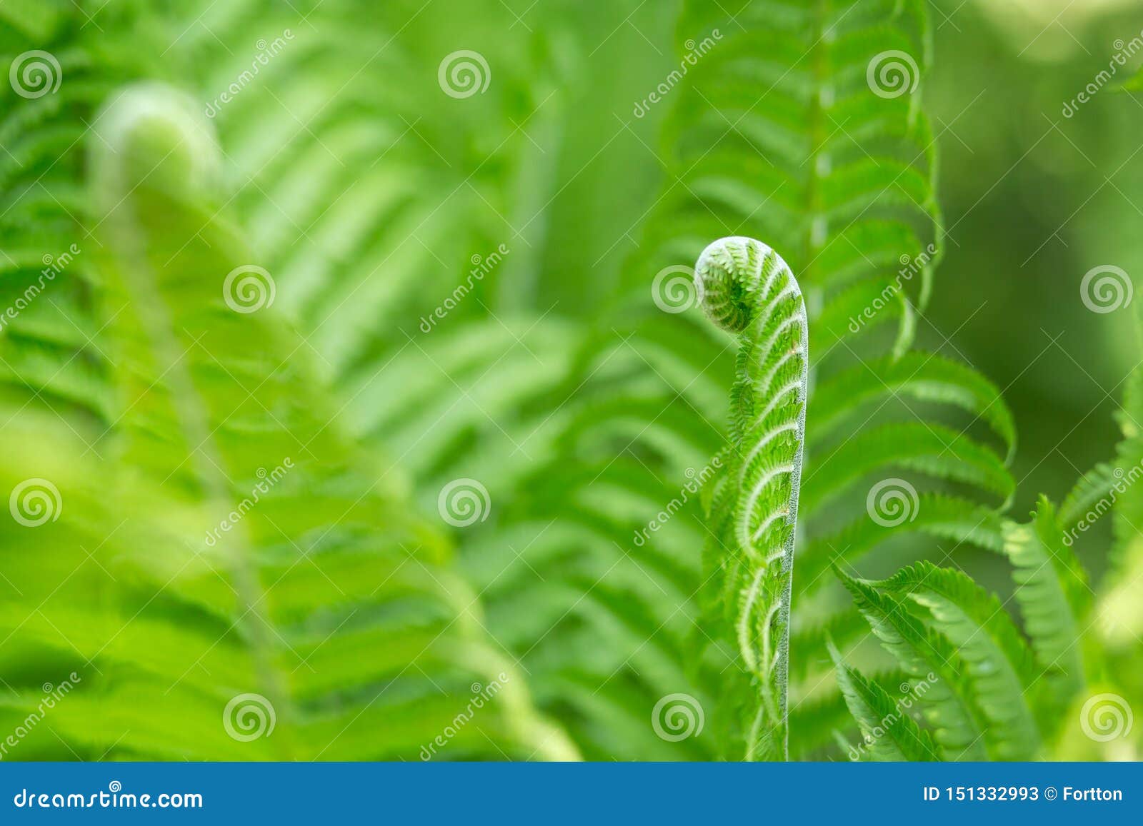 Fern Leaves Close Up. a Single Leaf of a Forest Fern Stock Image ...