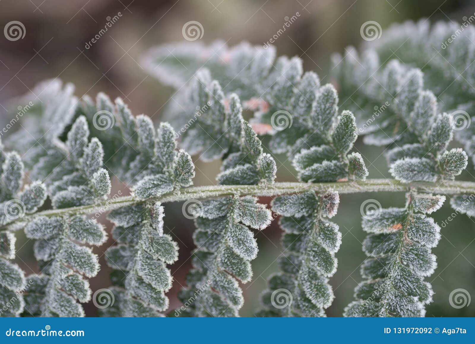 Fern Leaves Covered with Hoar Frost Stock Photo - Image of hoarfrost ...