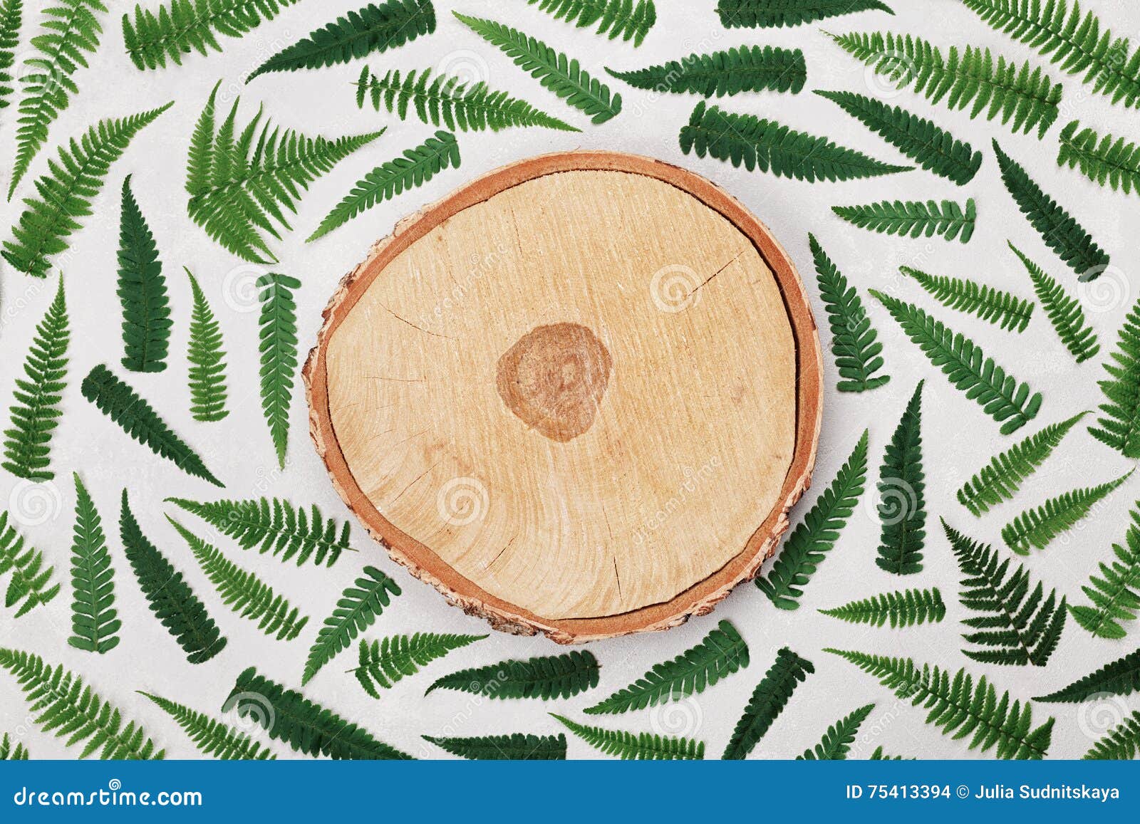 Fern Leaves and Cross Section of Birch Trunk on Gray Background Top ...