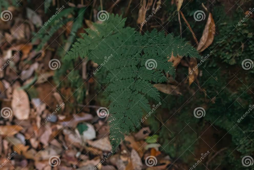 Fern Leaves in Deep Forest Texture Background Top View Stock Image ...