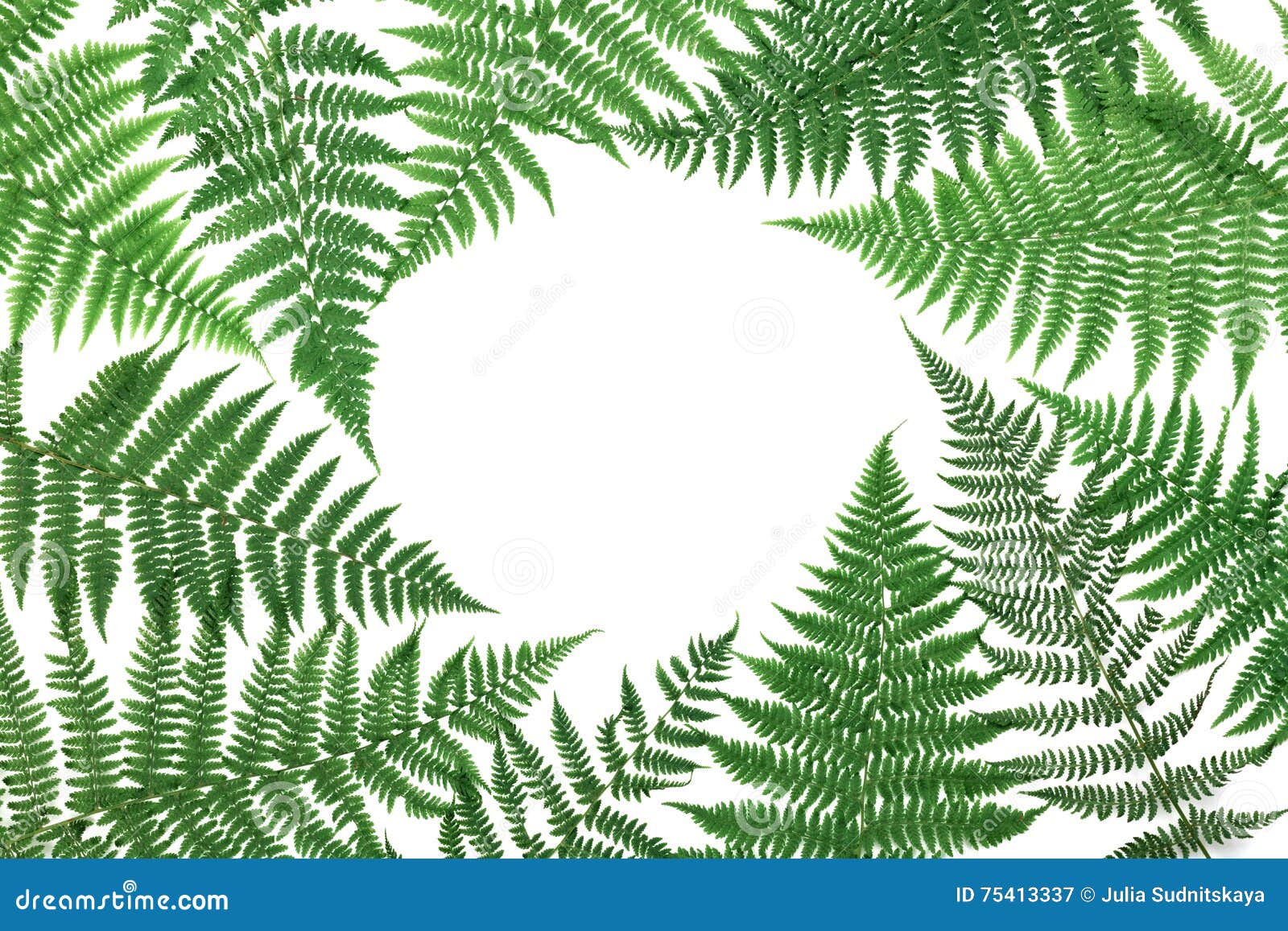 Fern Leaves Frame Isolated on White Background from Above. Flat Lay ...