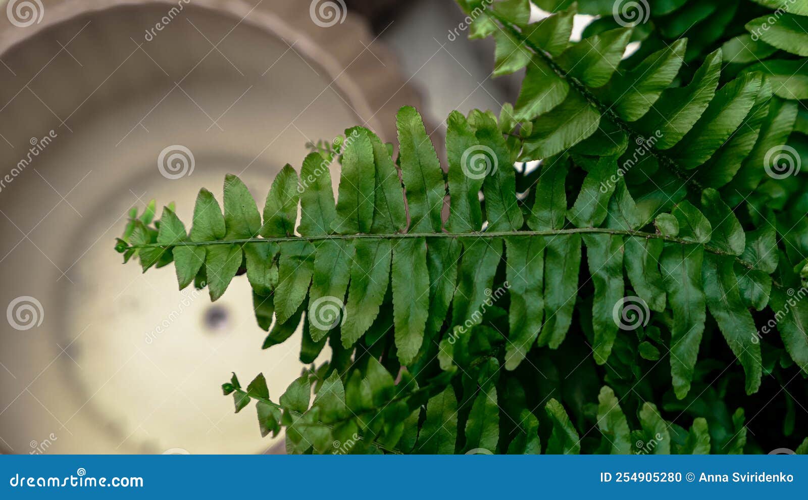 Fern leaves green foliage stock photo. Image of background - 254905280