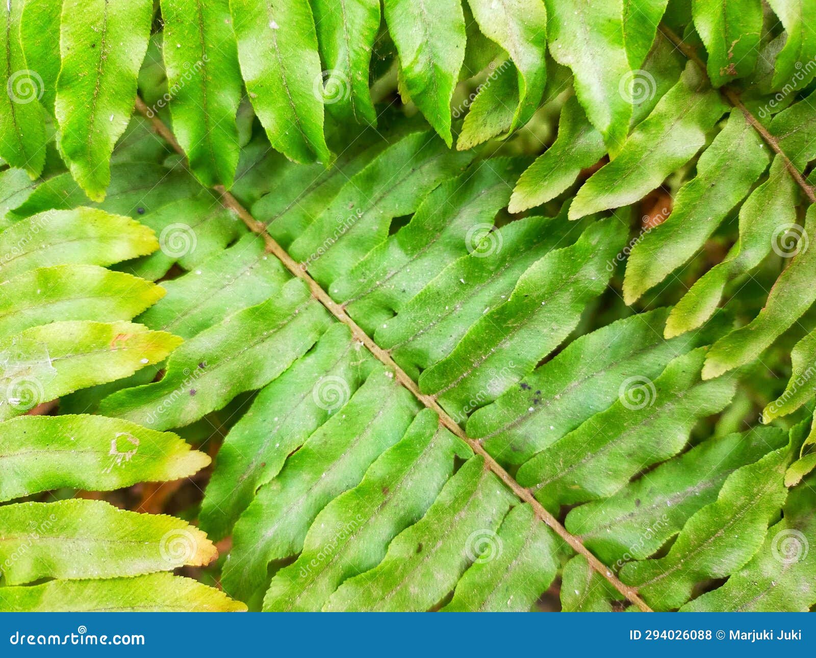 Fern Leaves are Green and Have a Unique Shape ? Stock Photo - Image of ...