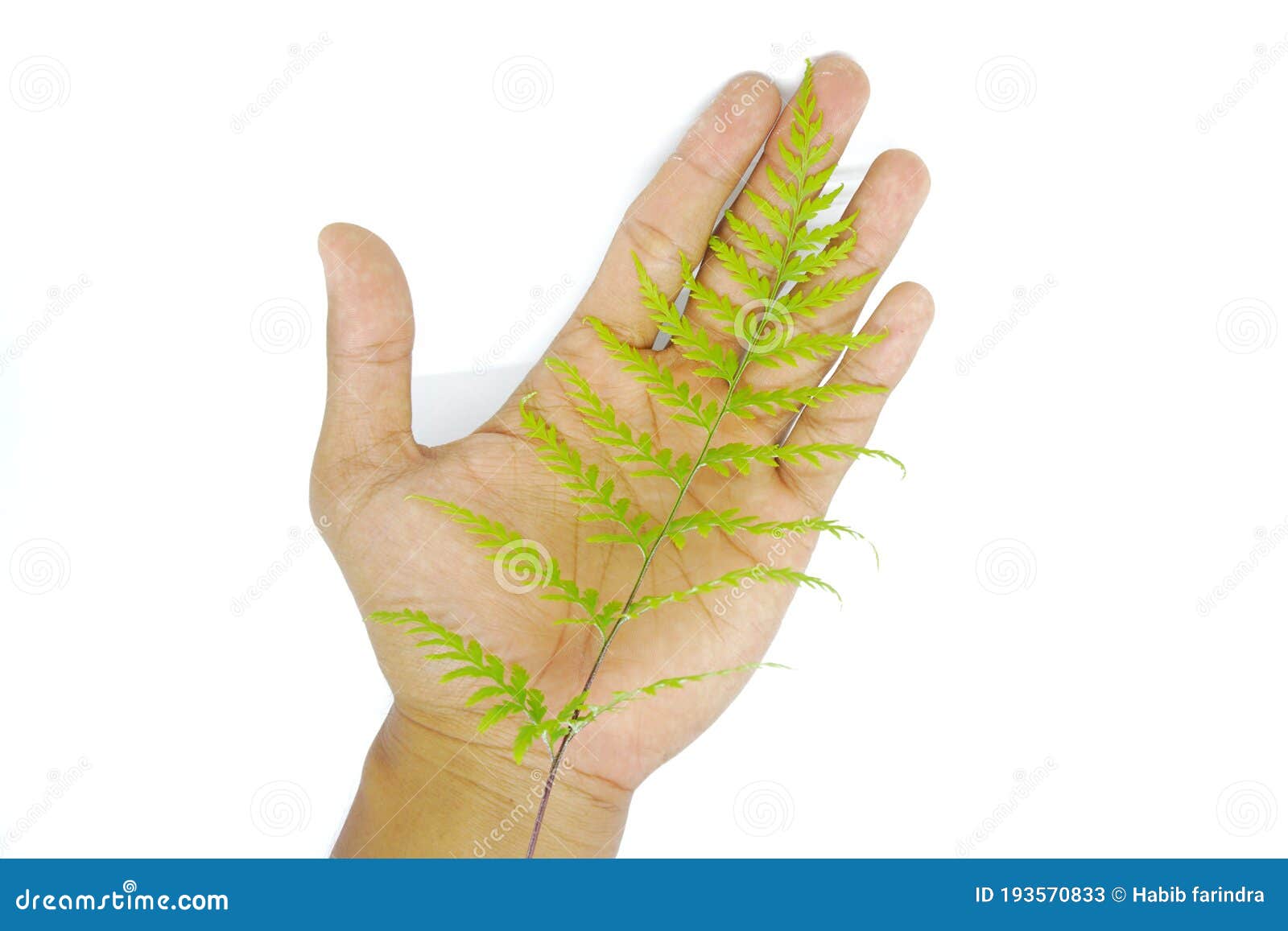 Fern Leaves on the Hands. Representing Environment Conservation Concept ...