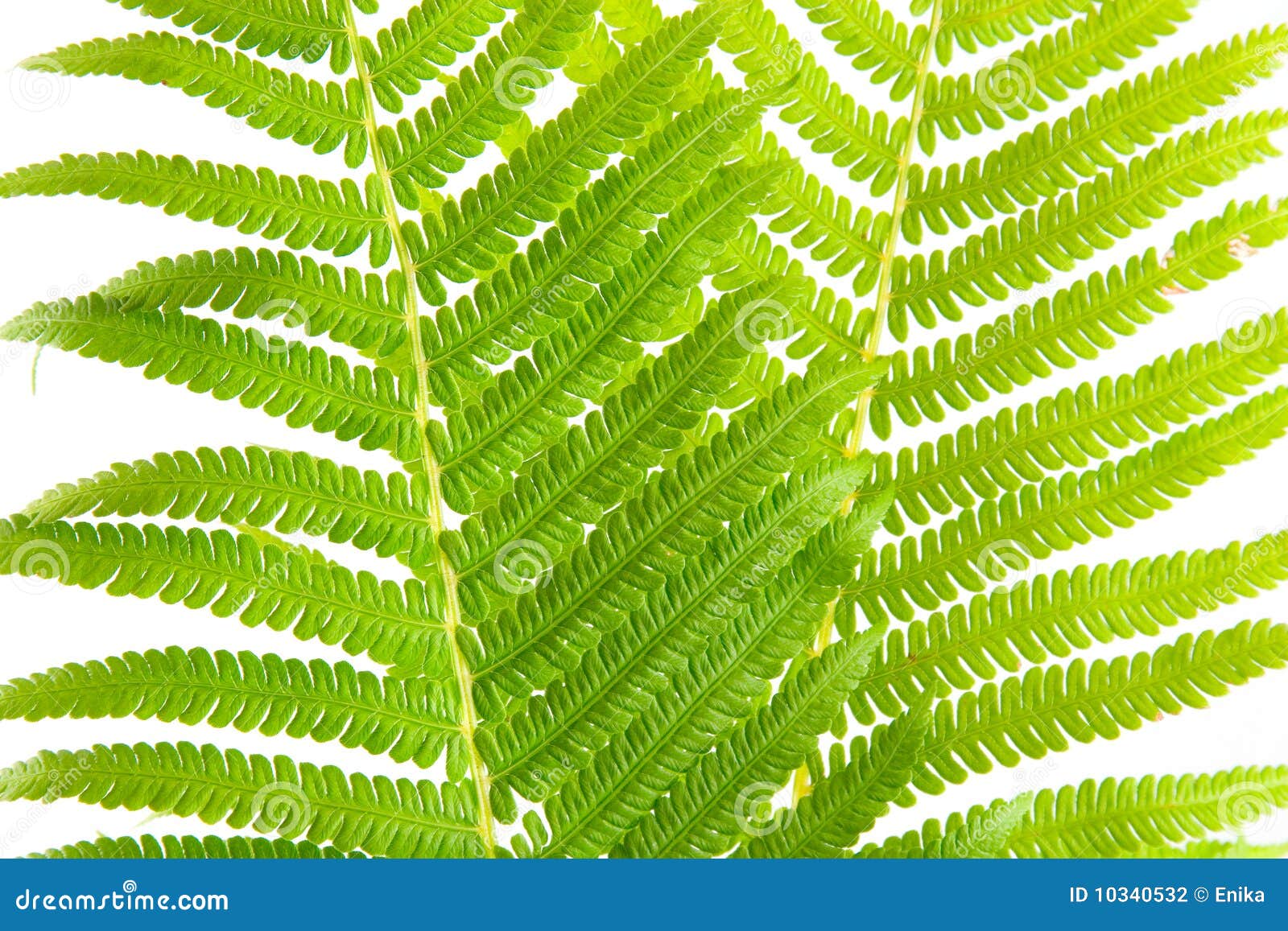 Fern leaves isolated stock photo. Image of tropical, uncultivated ...