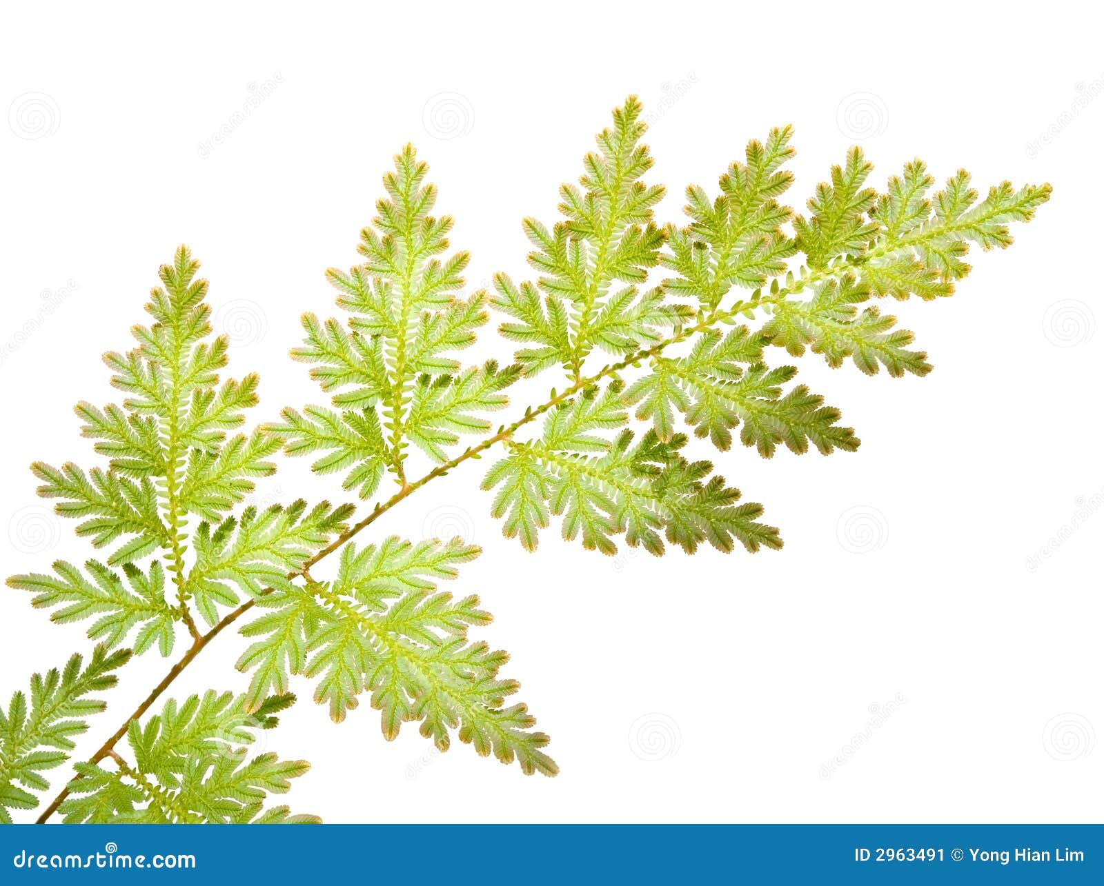 Fern leaves isolated stock image. Image of tropical, white - 2963491