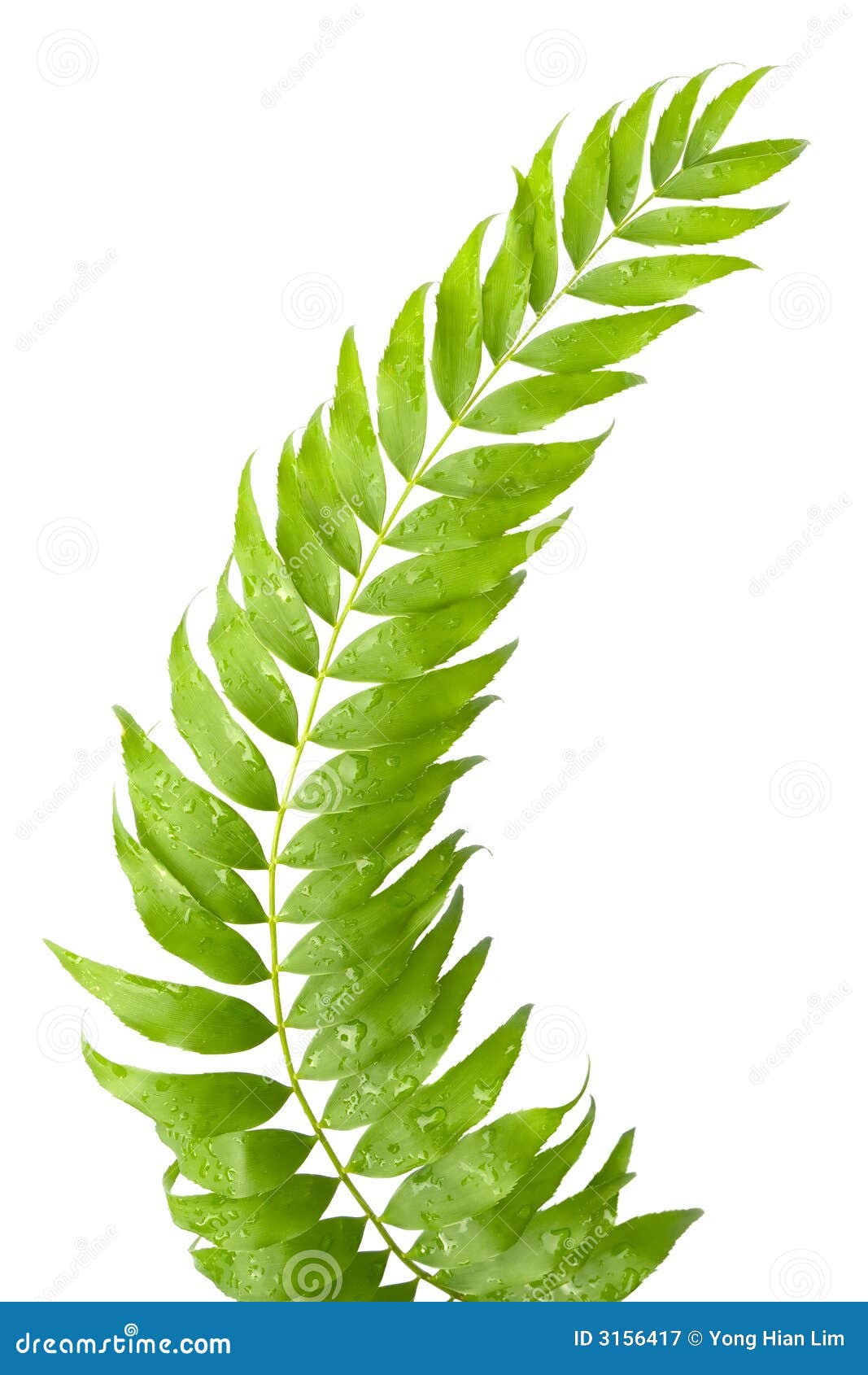 Fern leaves isolated stock image. Image of jungle, tropical - 3156417