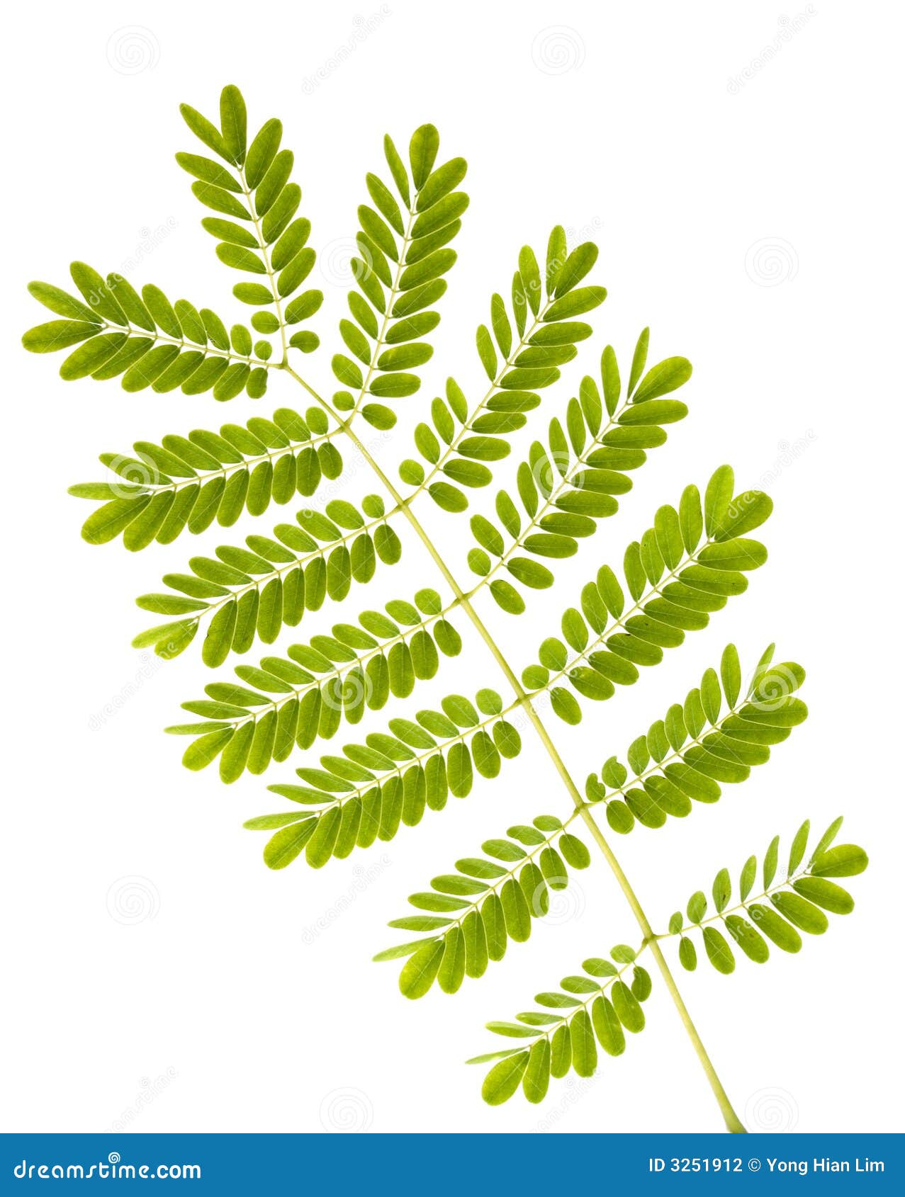 Fern Leaves Isolated On Green Background Royalty-Free Stock Image ...