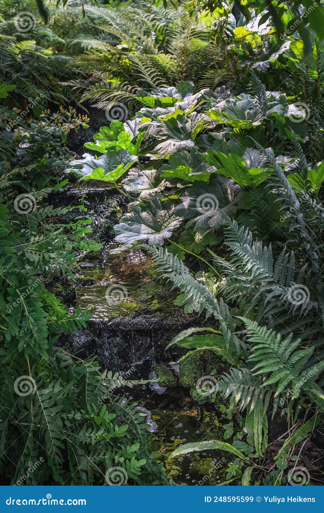 Fern Leaves Lean Over the Stream. Stock Image - Image of holland, leaf ...