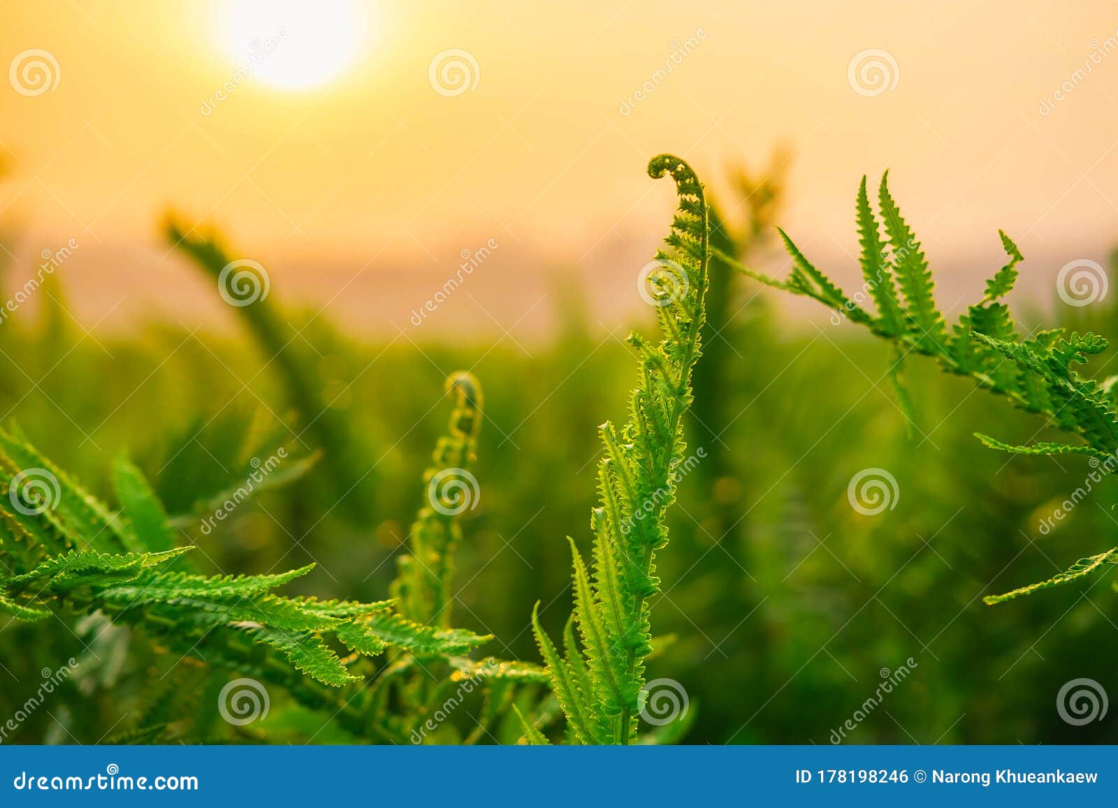 Fern Leaves and Morning Sun Stock Photo - Image of landscape, park ...