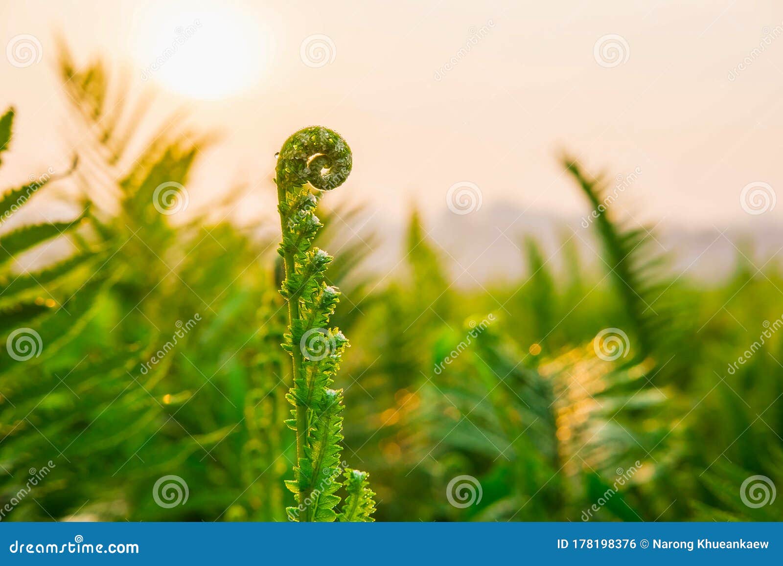 Fern Leaves and Morning Sun Stock Photo - Image of environment, life ...