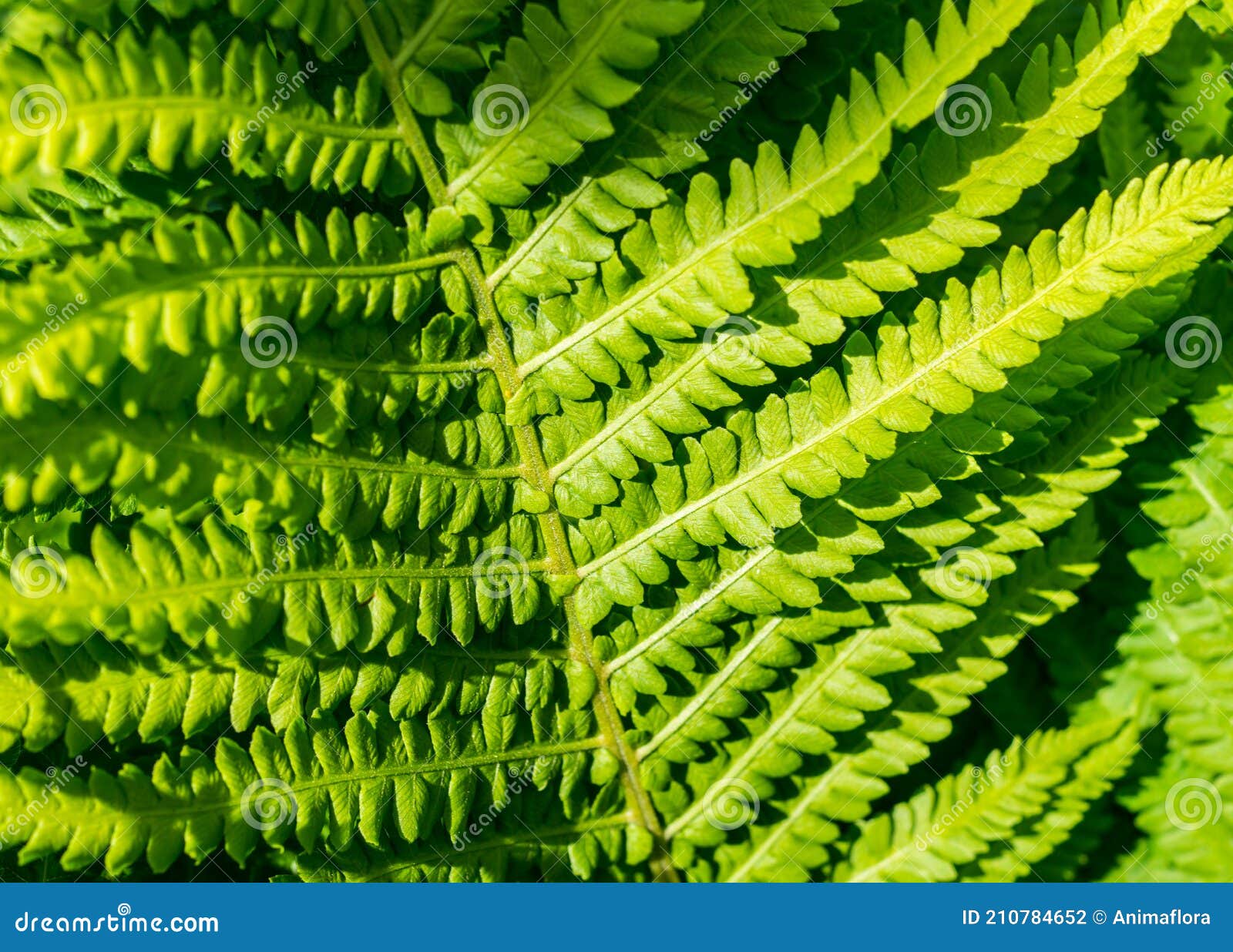 Fern Leaves Natural Structure Pattern Stock Photo - Image of tropical ...