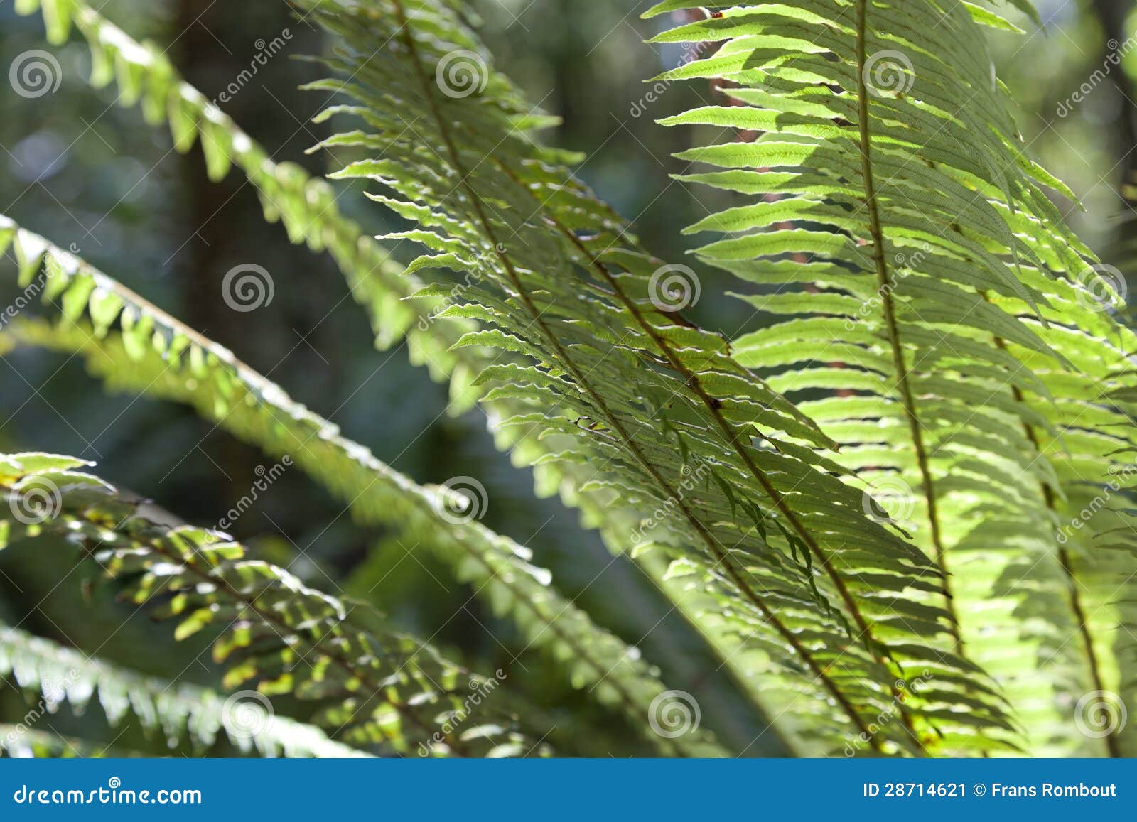 Fern leaves New Zealand stock image. Image of nature - 28714621