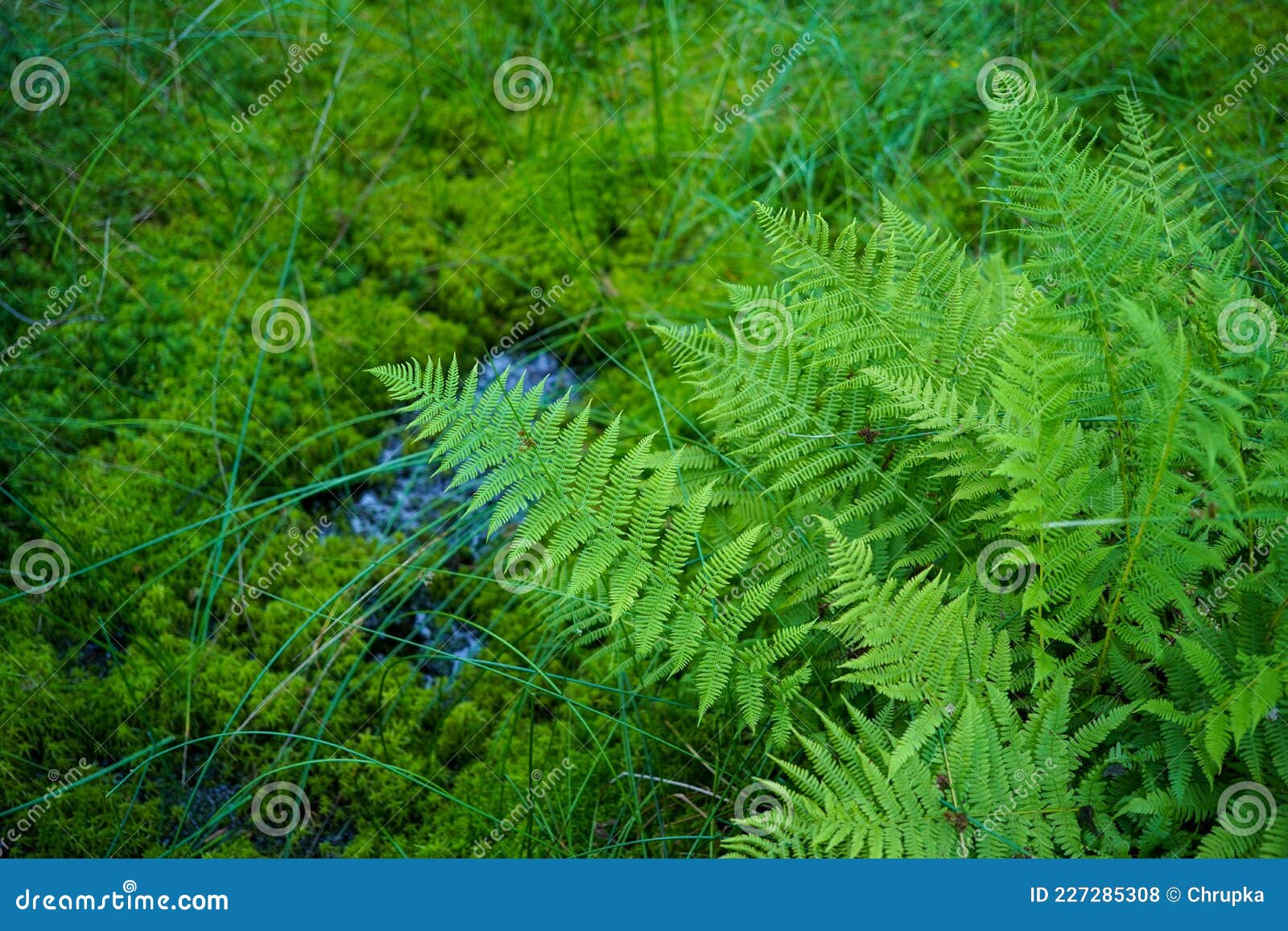Fern leaves and peat bog stock photo. Image of growth - 227285308