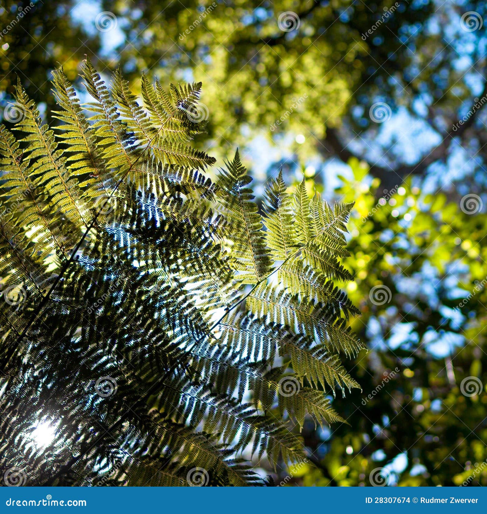Under Side Of Zebrina Pendula Leaf Showing Several Stomata Under ...