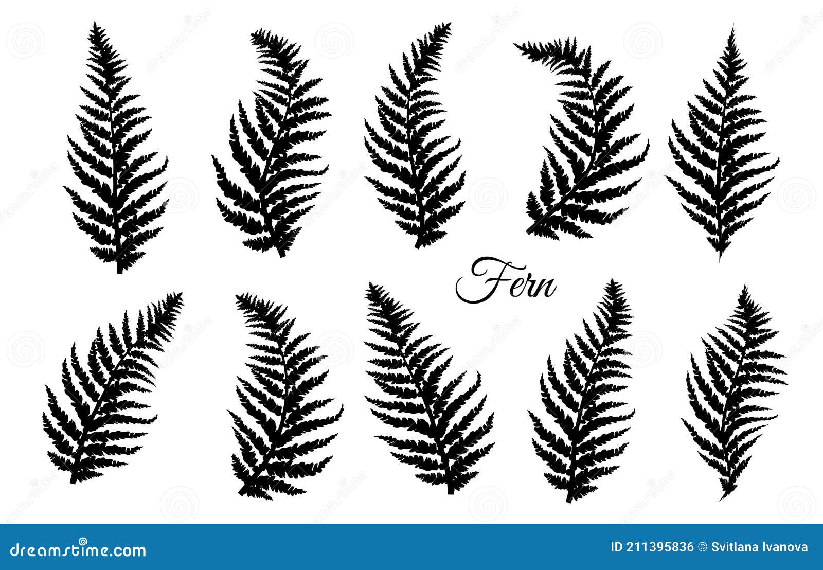 Fern Leaves Set. Fern Design Collection Stock Vector - Illustration of ...