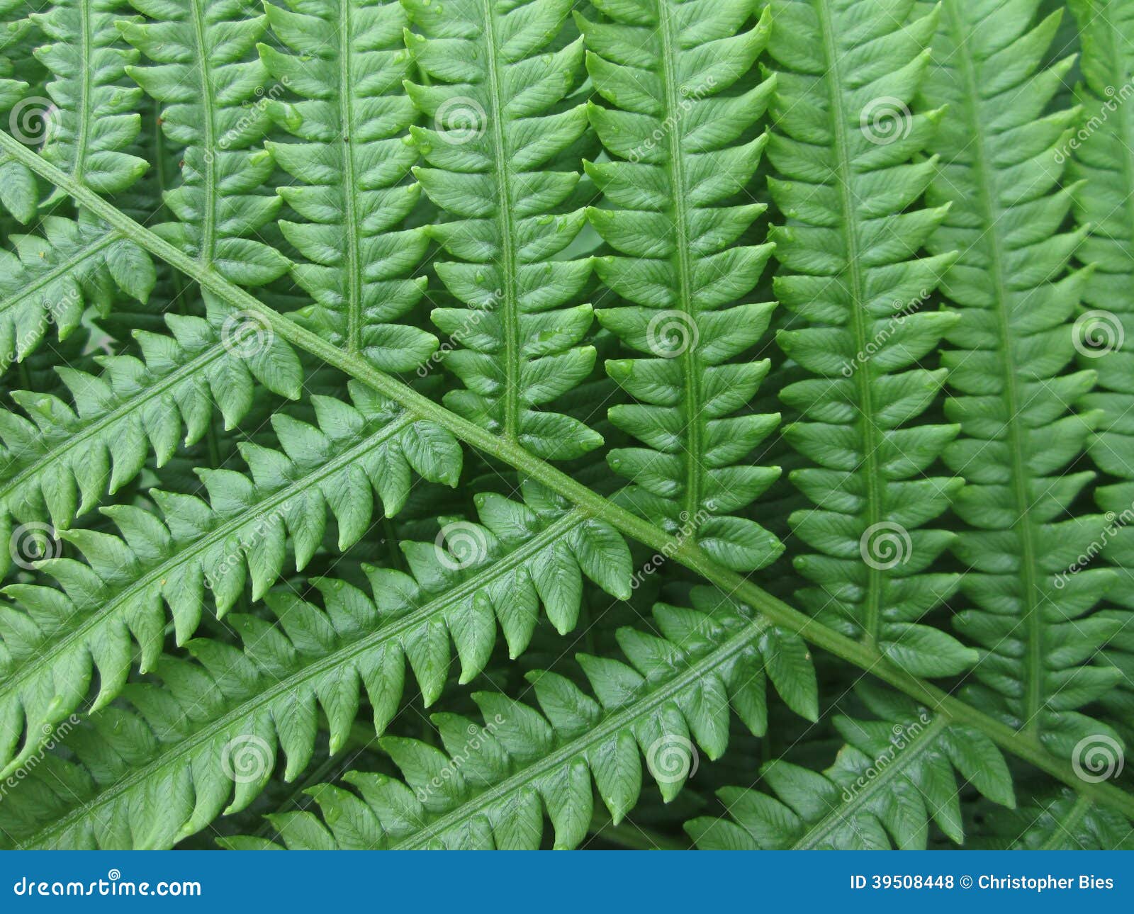 Fern stock photo. Image of fern, nature, green, stem - 39508448