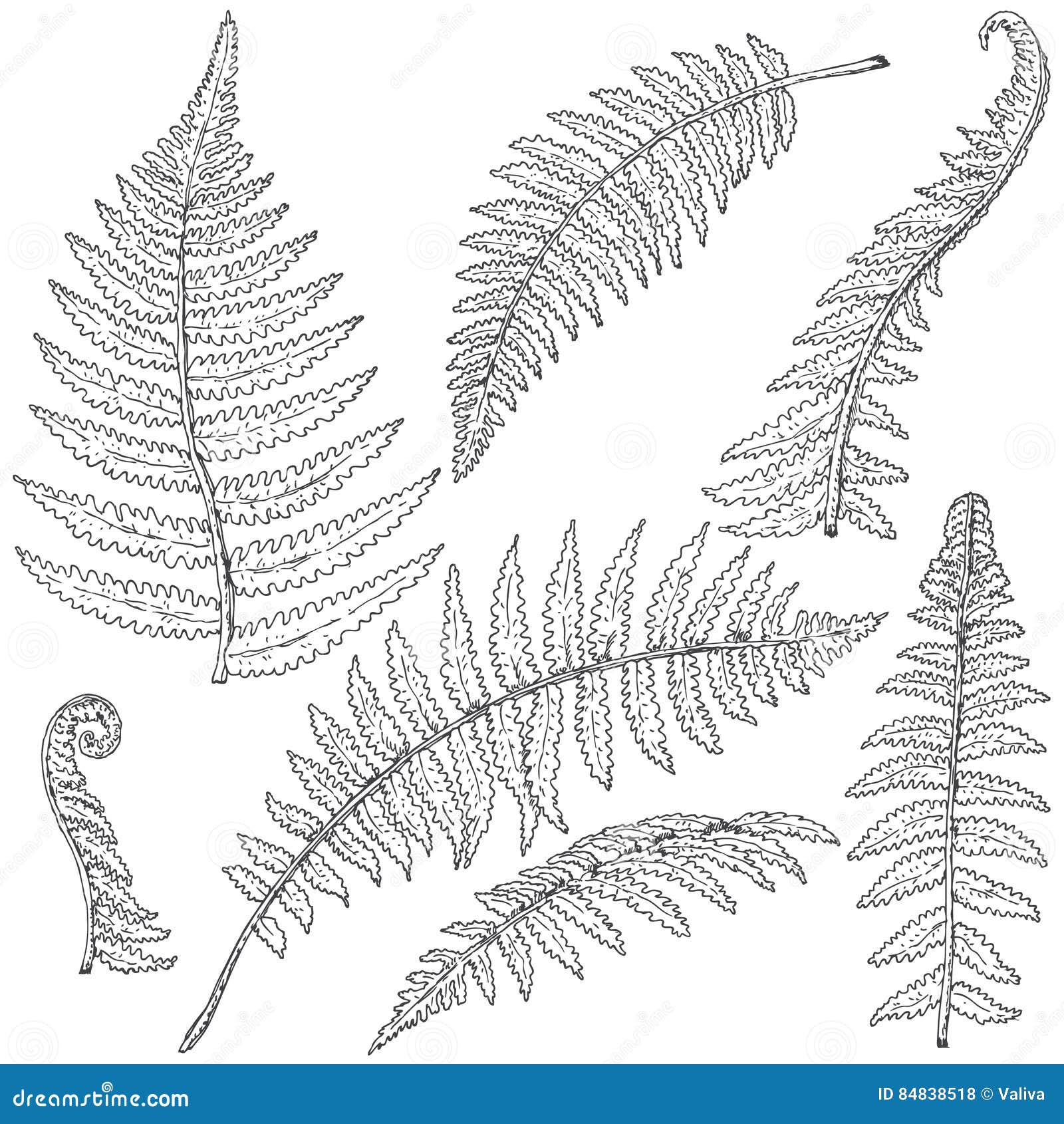 Fern Leaves Sketch stock vector. Illustration of floral - 84838518