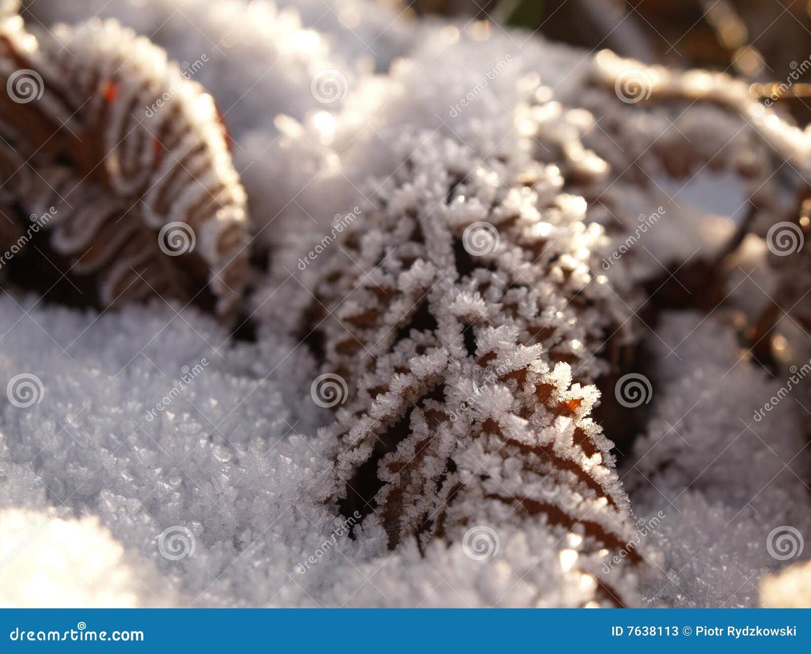 Fern leaves in snow stock image. Image of winter, cold - 7638113