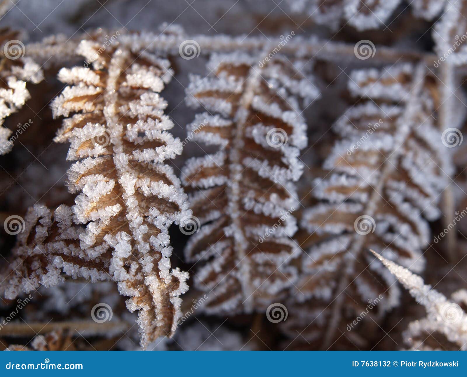 Fern leaves in snow stock photo. Image of cold, branch - 7638132